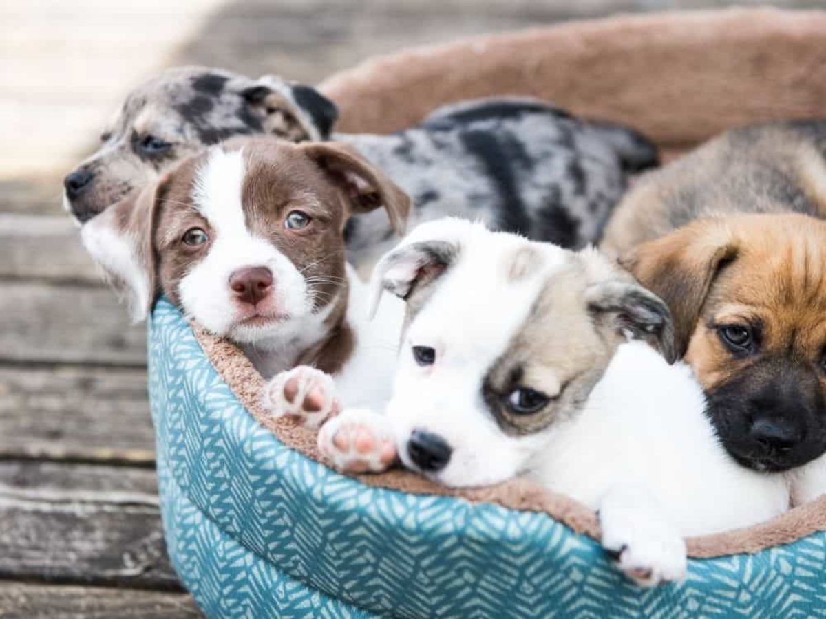 Adoptable Animals in Ocean County: Find Your Furry Friend Today ...