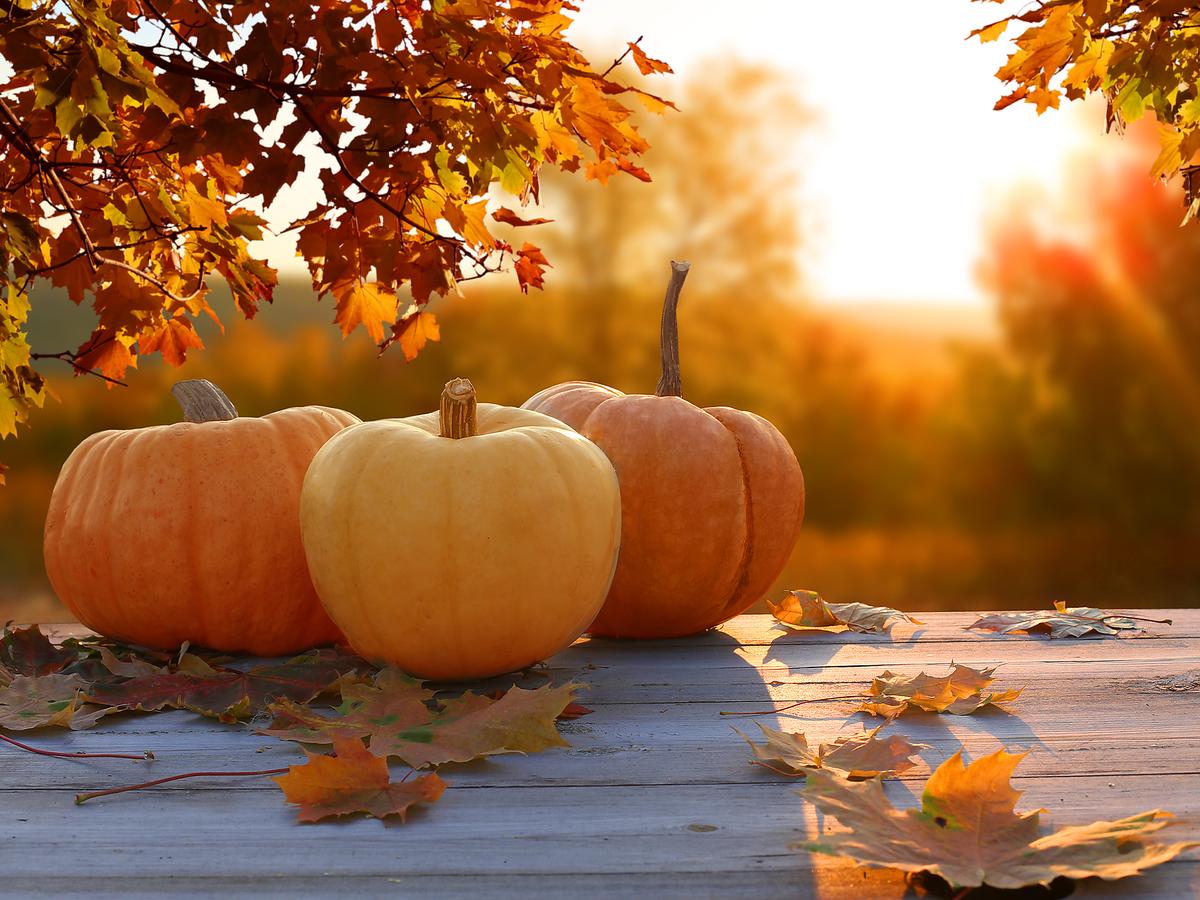 Fall in Ocean County: Activities for All Ages to Enjoy - TomsRiver.org