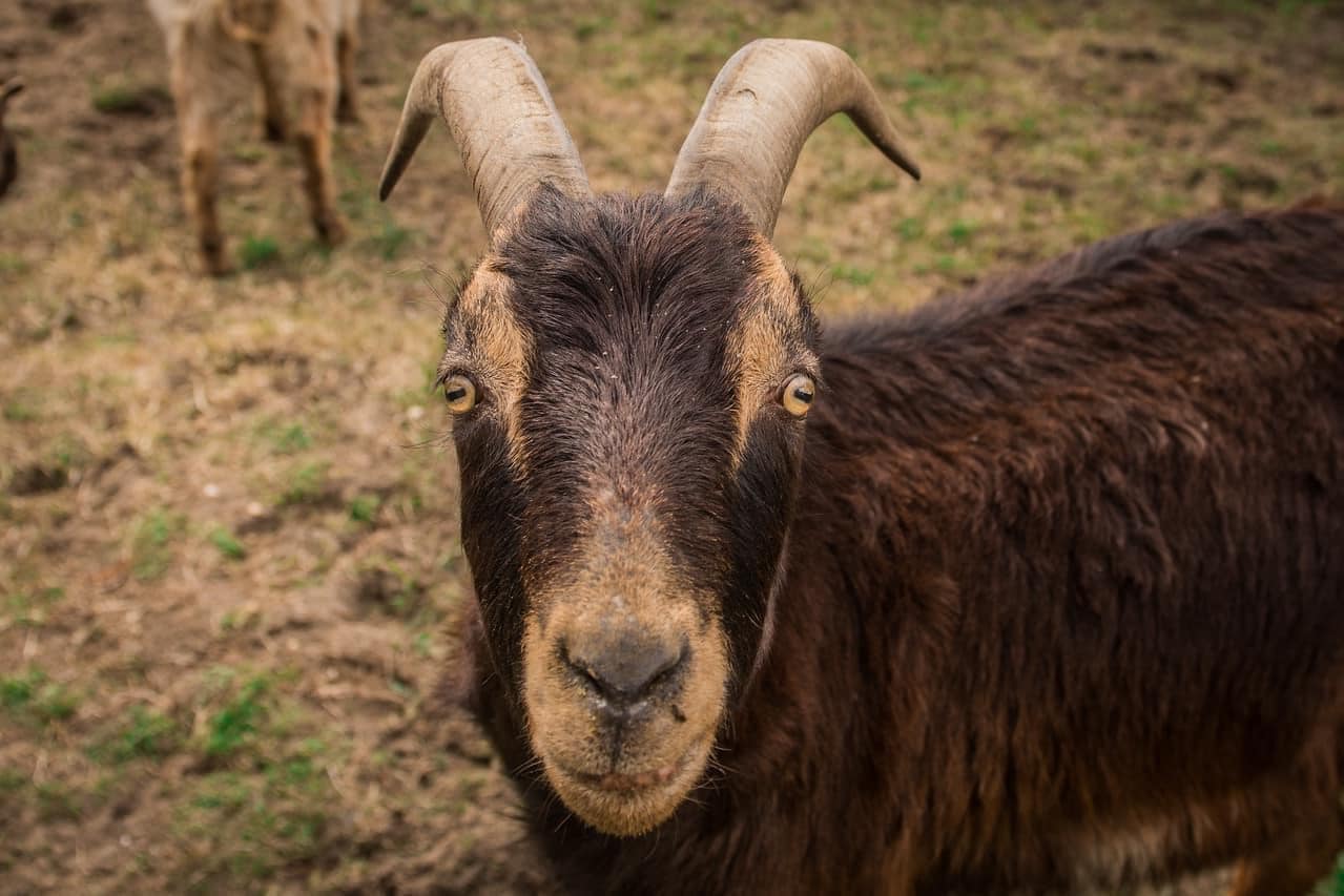 Barnyard Petz LLC - TomsRiver.org