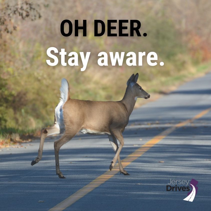 Officials: Watch out for Deer on Ocean County roadways during mating ...