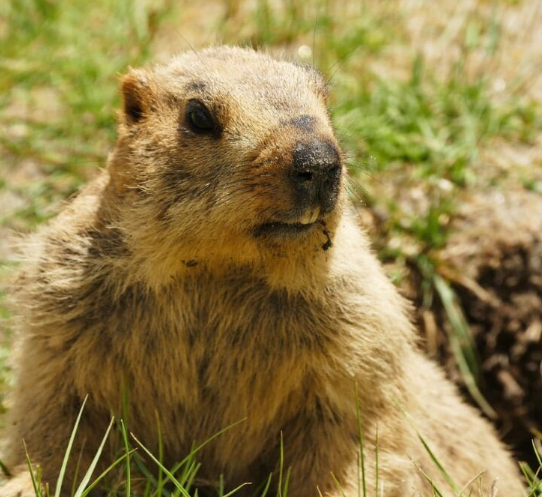 Groundhog Day Predictions: Will Winter Last Six More Weeks? - TomsRiver.org