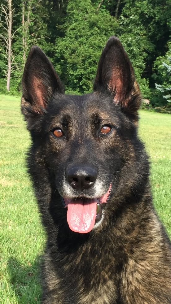 Celebrating the Life of K9 Creed: A Heroic German Shepherd - TomsRiver.org